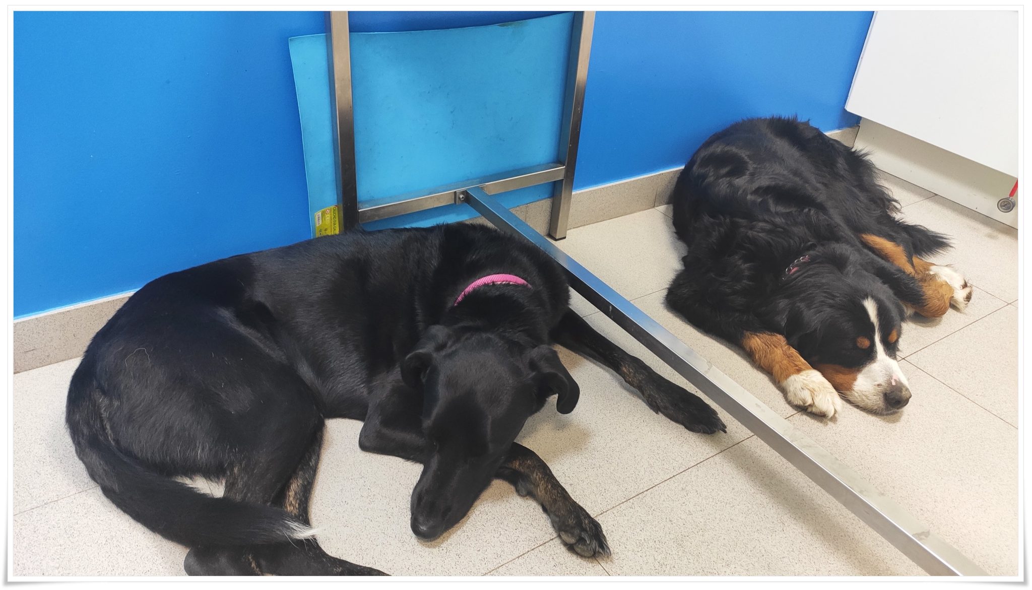 Coprofagia en perros - Clínica Veterinaria Viñas Viejas