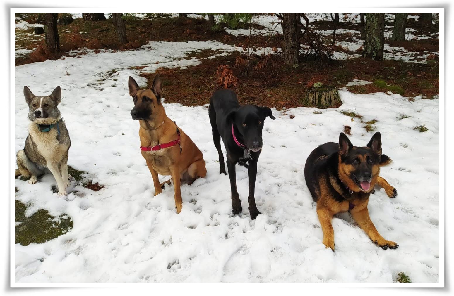 Coprofagia en perros - Clínica Veterinaria Viñas Viejas