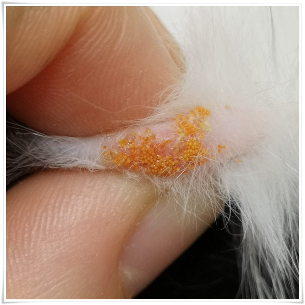 Trombicula en perros y gatos - Veterinario Viñas Viejas