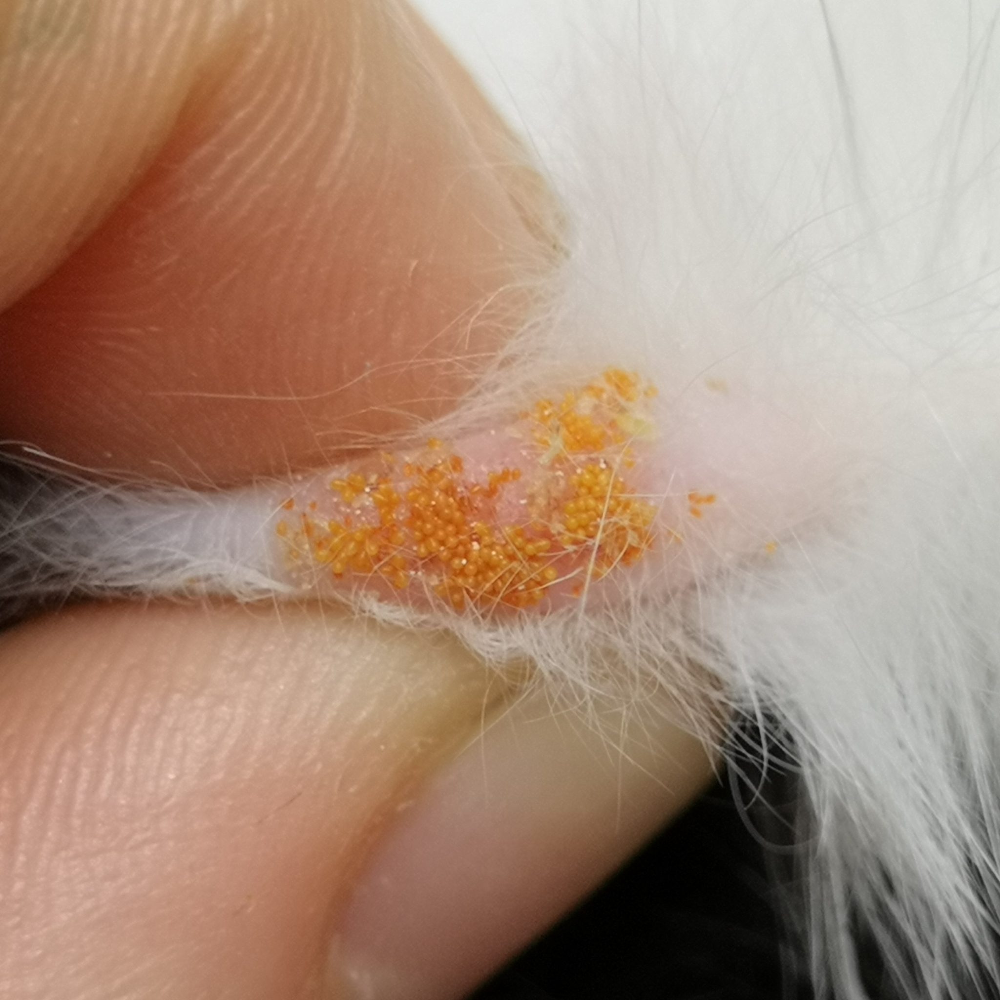 Blog Veterinario - Veterinario Boadilla del Monte