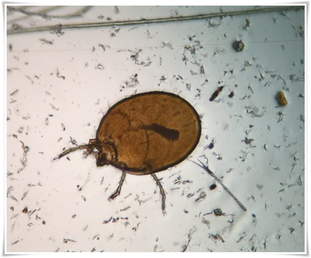 Trombicula en perros y gatos - Veterinario Viñas Viejas