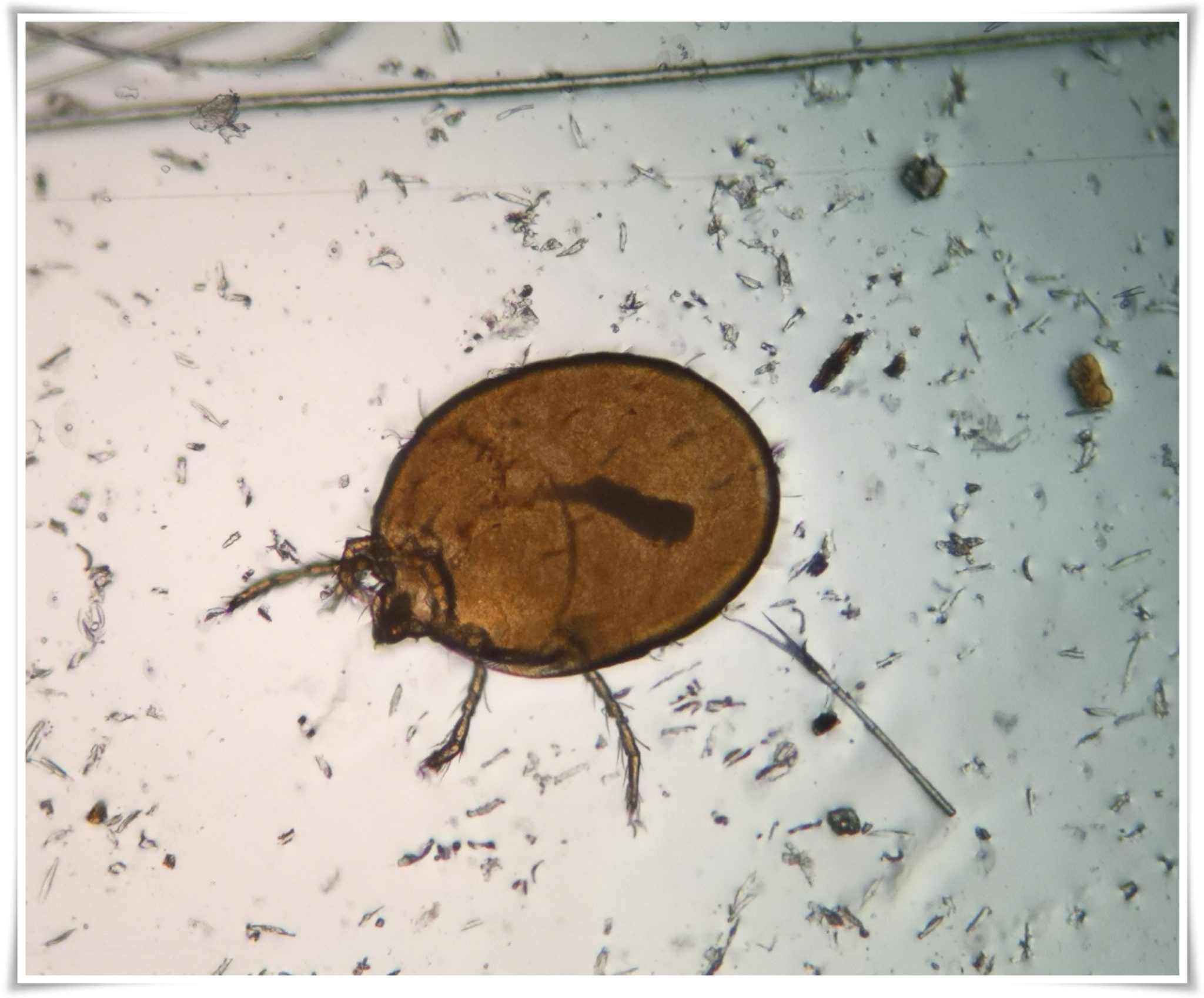 Trombicula en perros y gatos - Veterinario Viñas Viejas