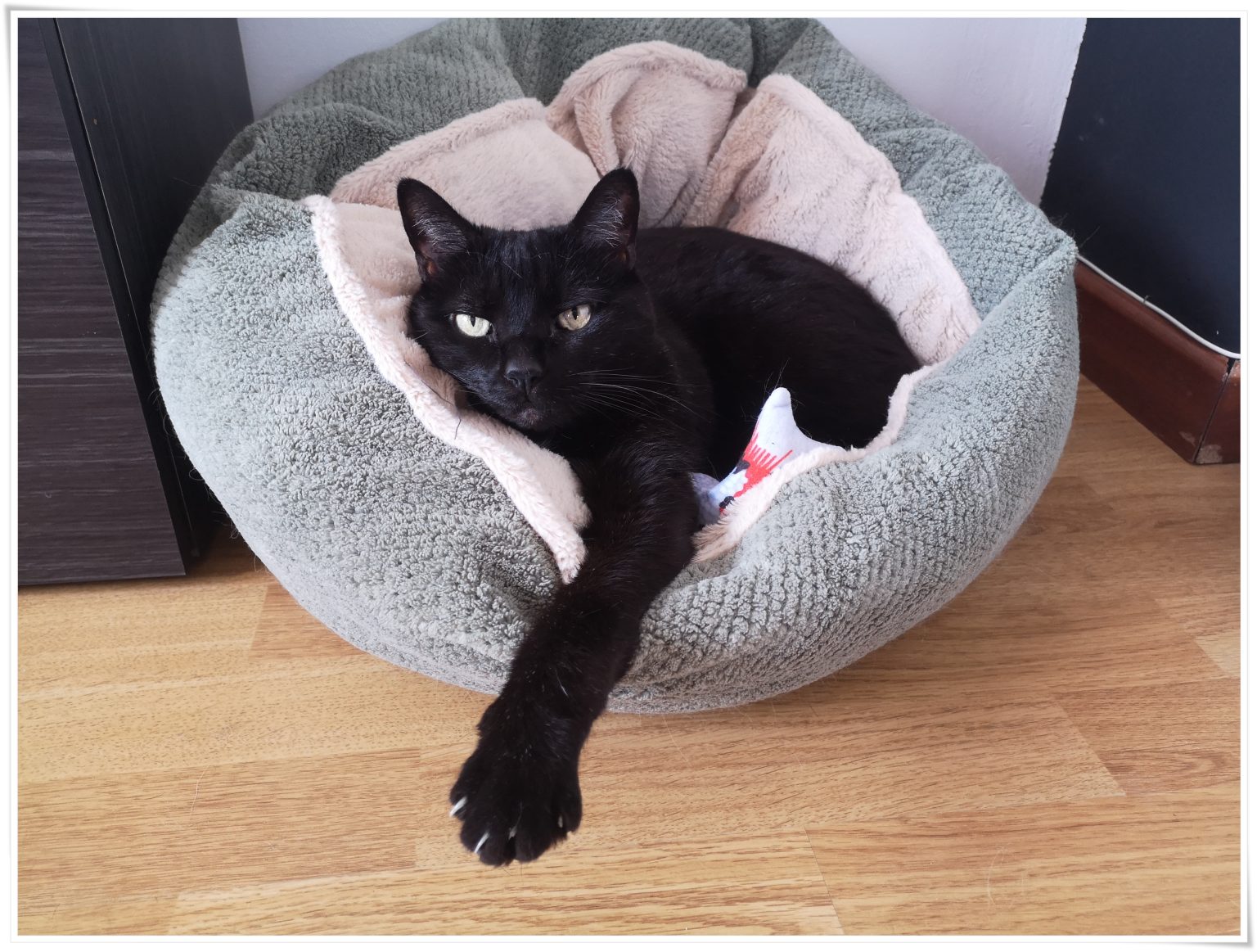 Feromonas felinas: Qué son y cómo se utilizan